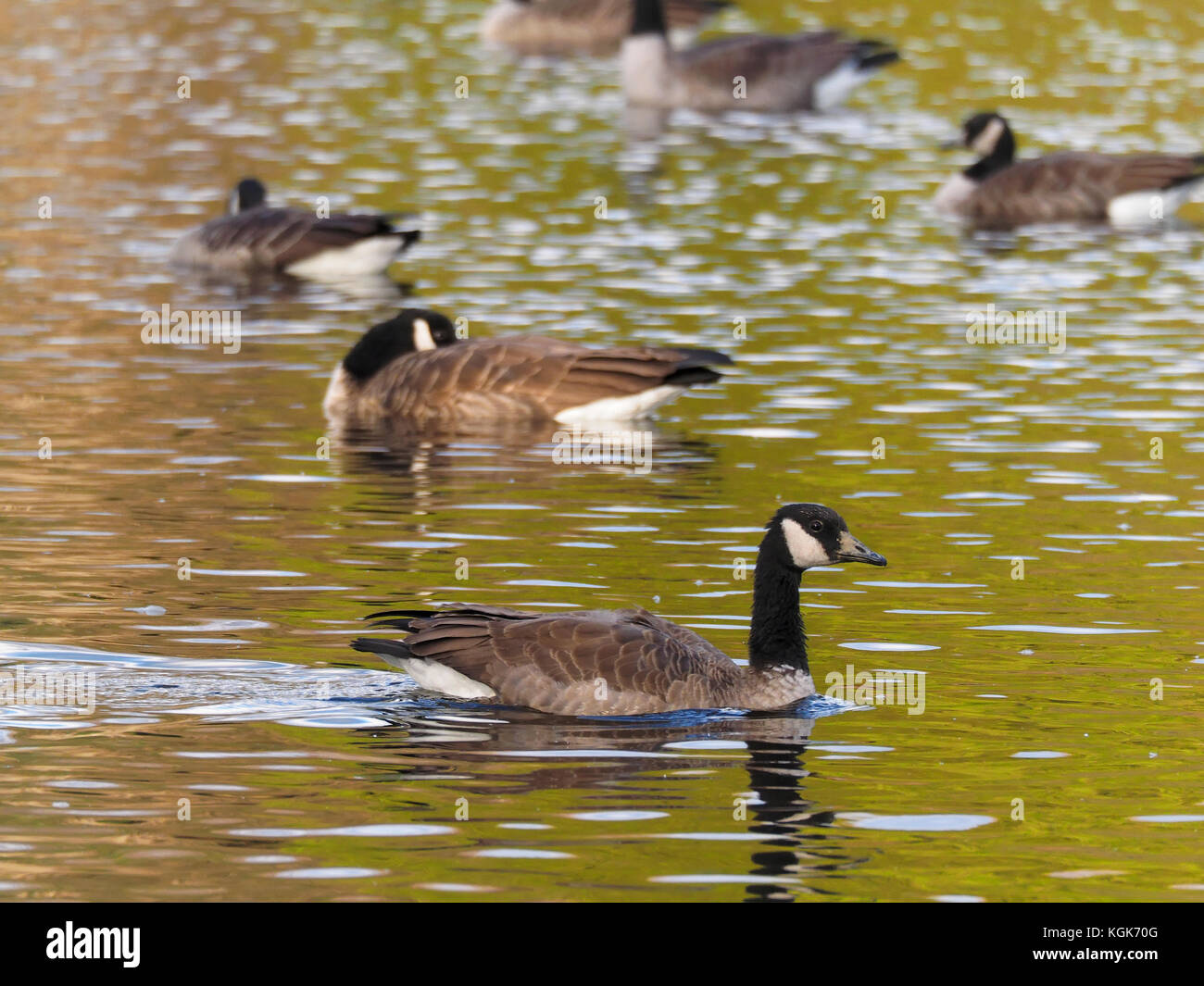 Quebec,Canada. Canada Geese on lake Stock Photo - Alamy