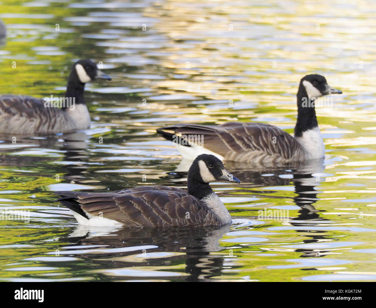 Quebec,Canada. Canada Geese on lake Stock Photo - Alamy