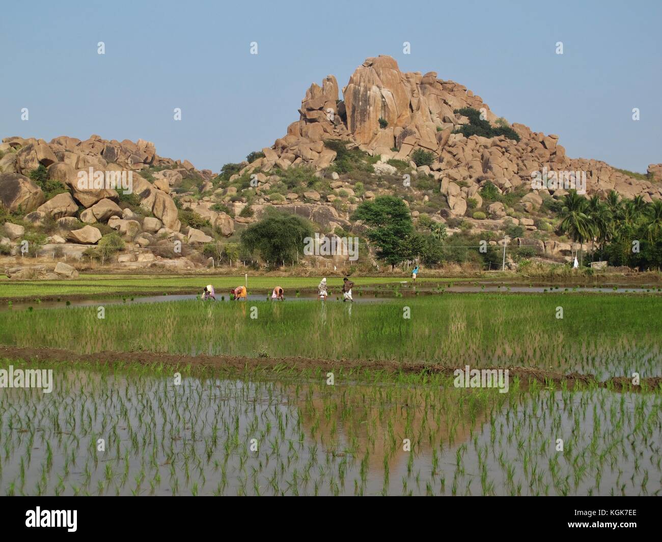 Unique landscape in Karnataka, India. Rice fields and granite mountain ...