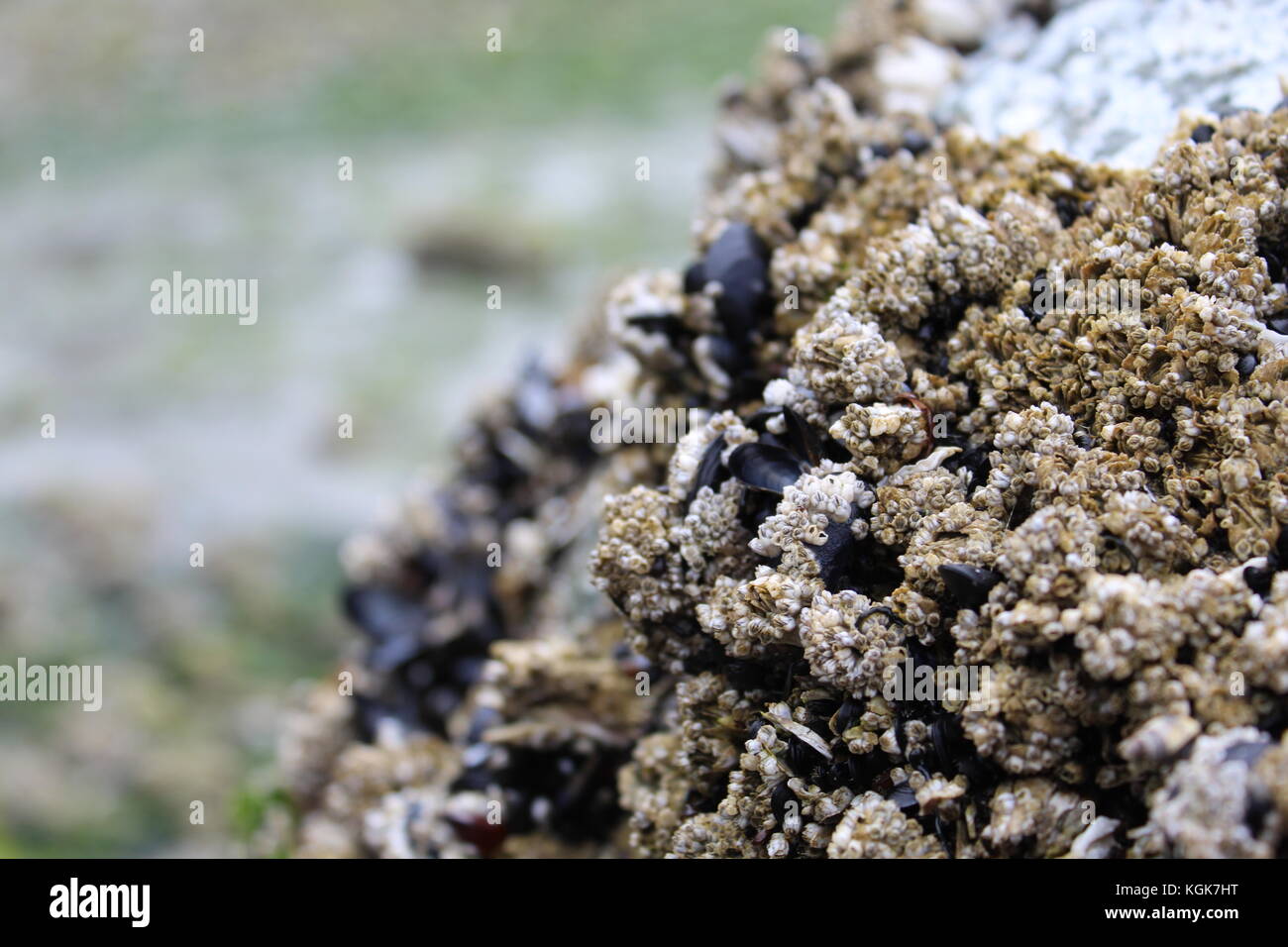 Baby clams hi-res stock photography and images - Alamy