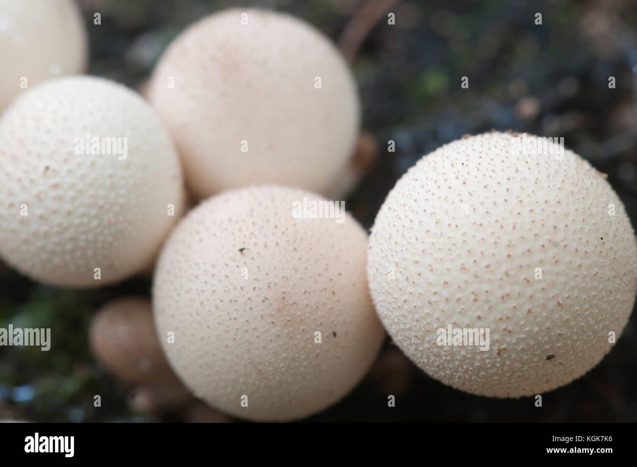 Puffball smoke hi-res stock photography and images - Alamy