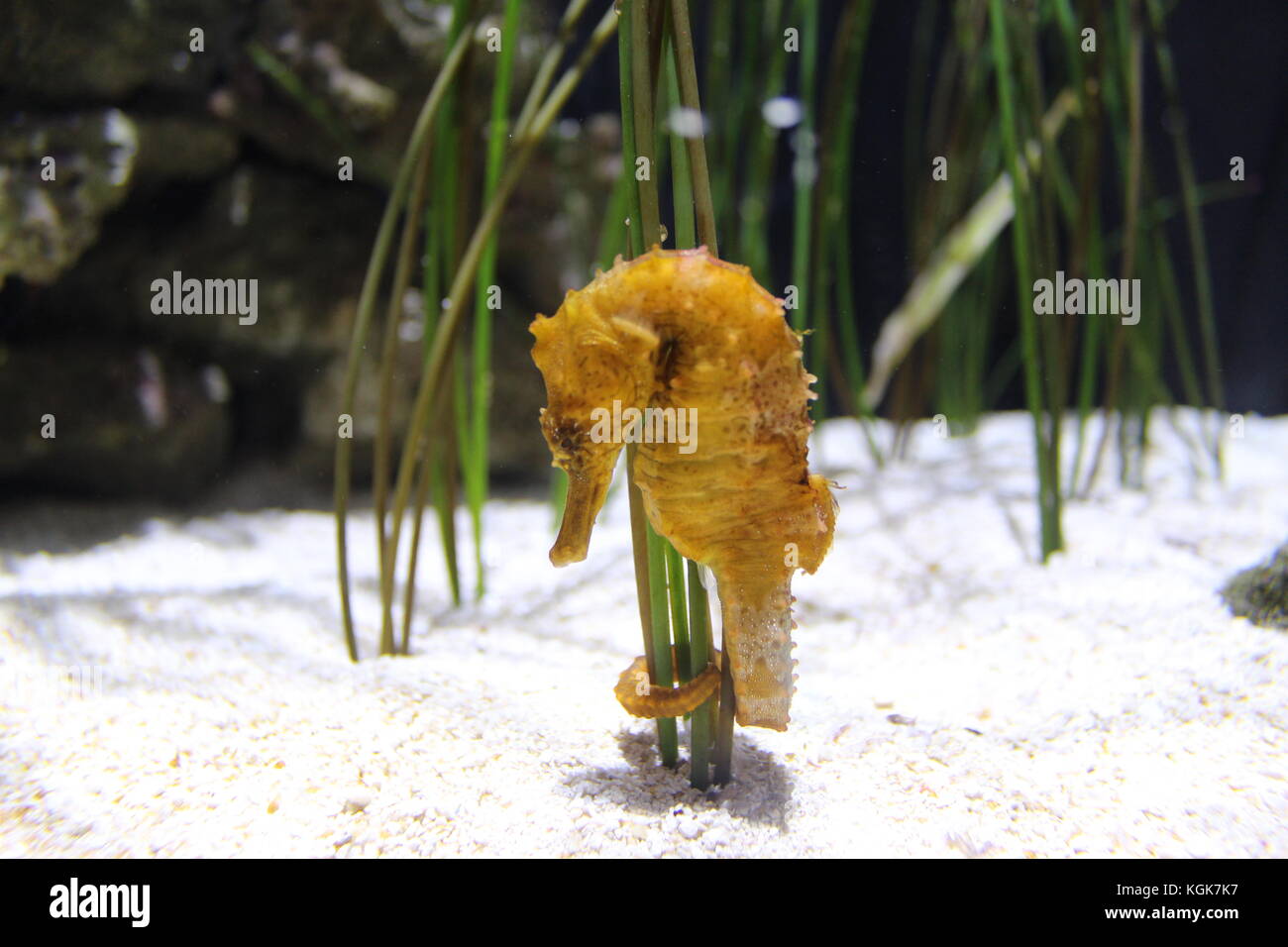 Seahorse rock hi-res stock photography and images - Alamy