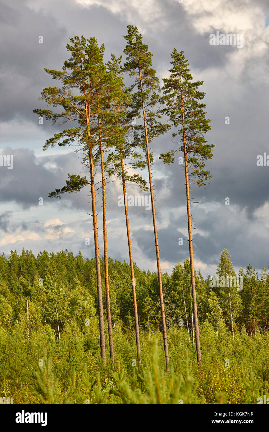 Finland forest landscape with big pines. Autumn season. Vertical Stock ...