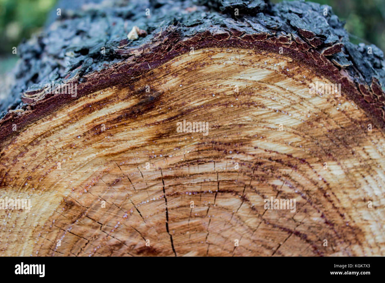 Close up view at wood texture of cut tree trunk Stock Photo - Alamy