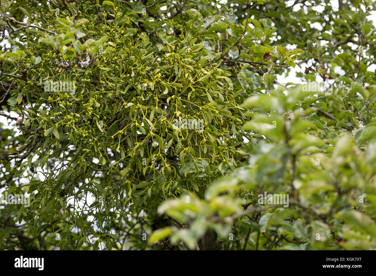Mistel an Obstbaum, Laubholz-Mistel, Weißbeerige Mistel, Viscum album ...