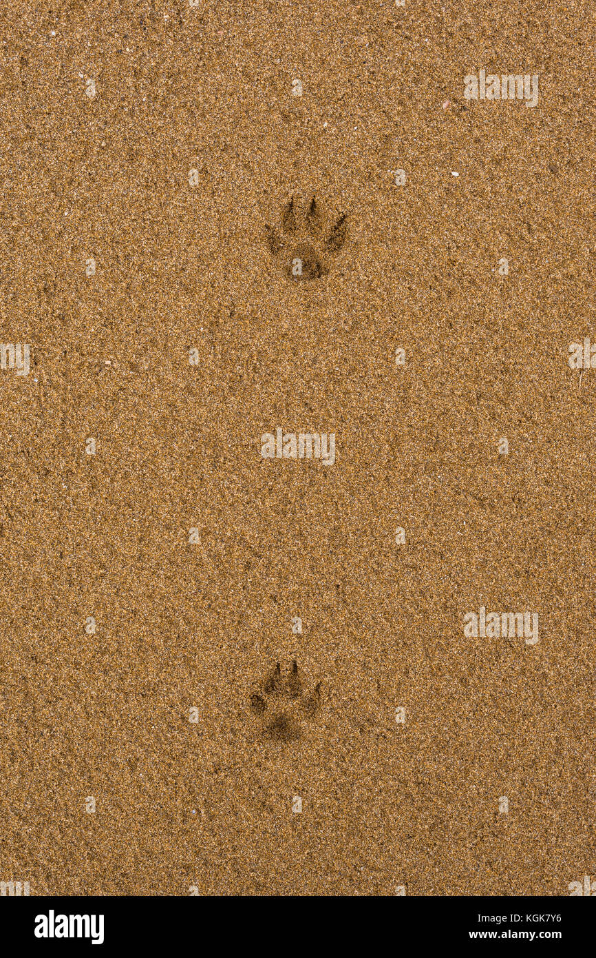 Puppy paw prints on the wet sand Stock Photo - Alamy