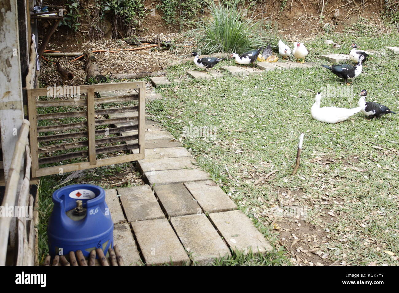 LAFERM COCO À BAMBOUS VIRIEUX Stock Photo - Alamy