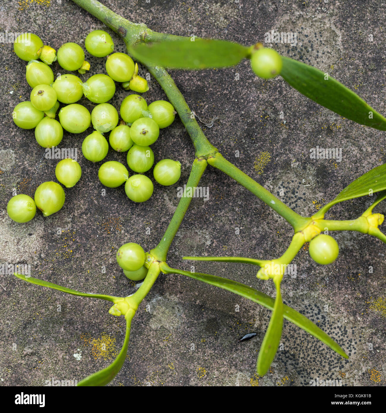 Mistel hi-res stock photography and images - Alamy