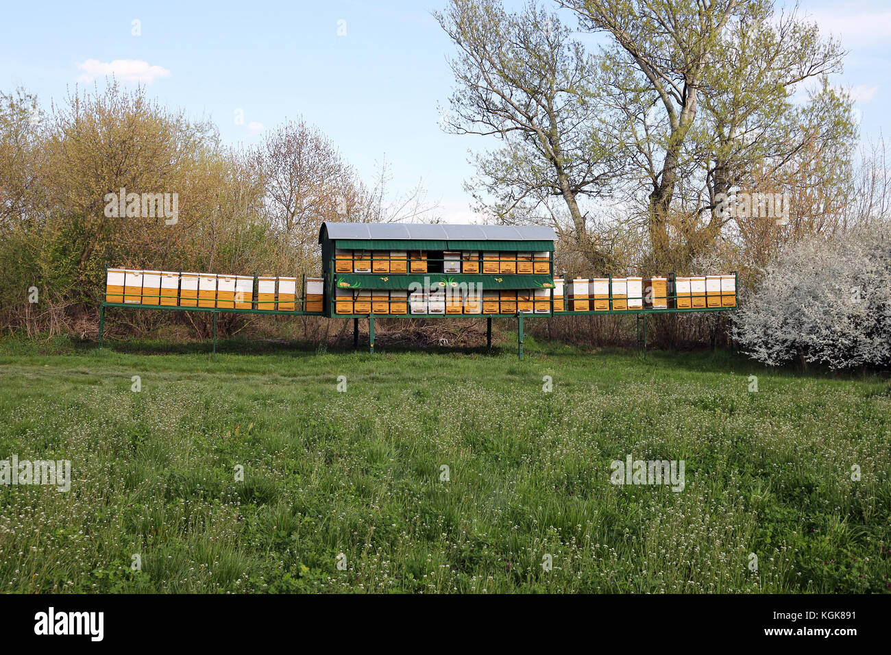 bee hive on meadow spring season Stock Photo - Alamy