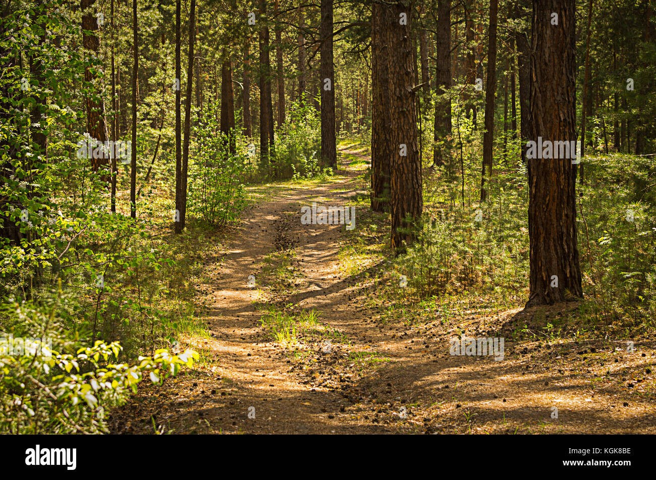 Sunny pathway in the forest on a summer day with shadows from the pine ...