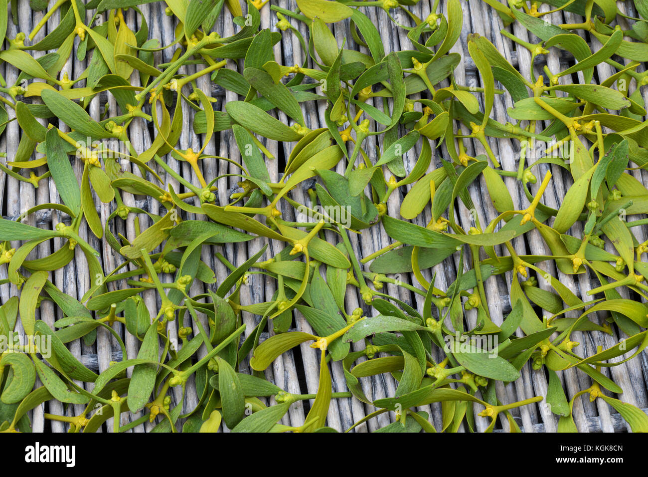 Mistel hi-res stock photography and images - Alamy