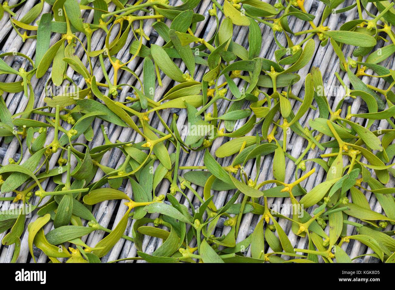 Mistel hi-res stock photography and images - Alamy