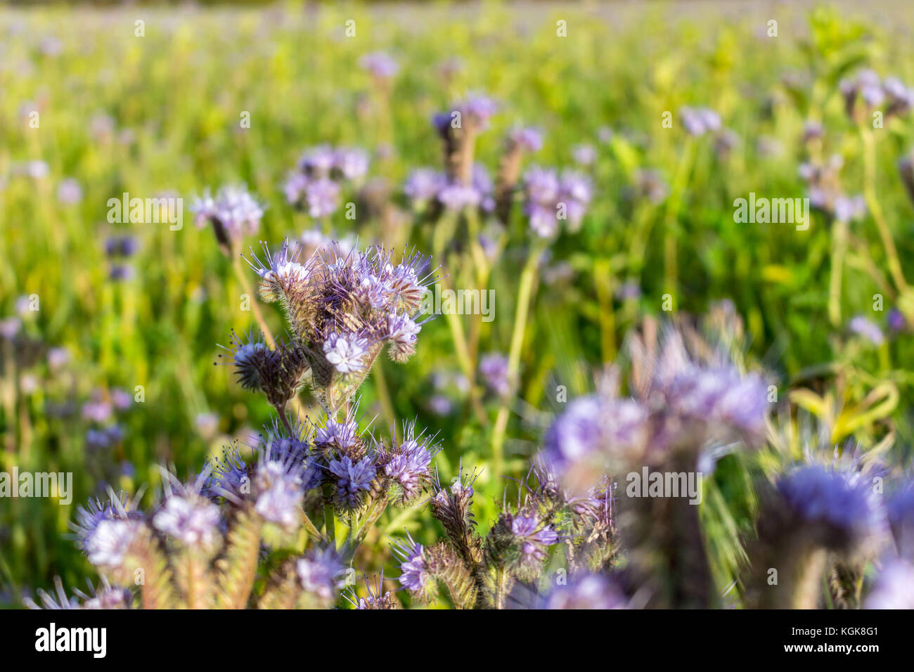 Phacelia herb hi-res stock photography and images - Alamy