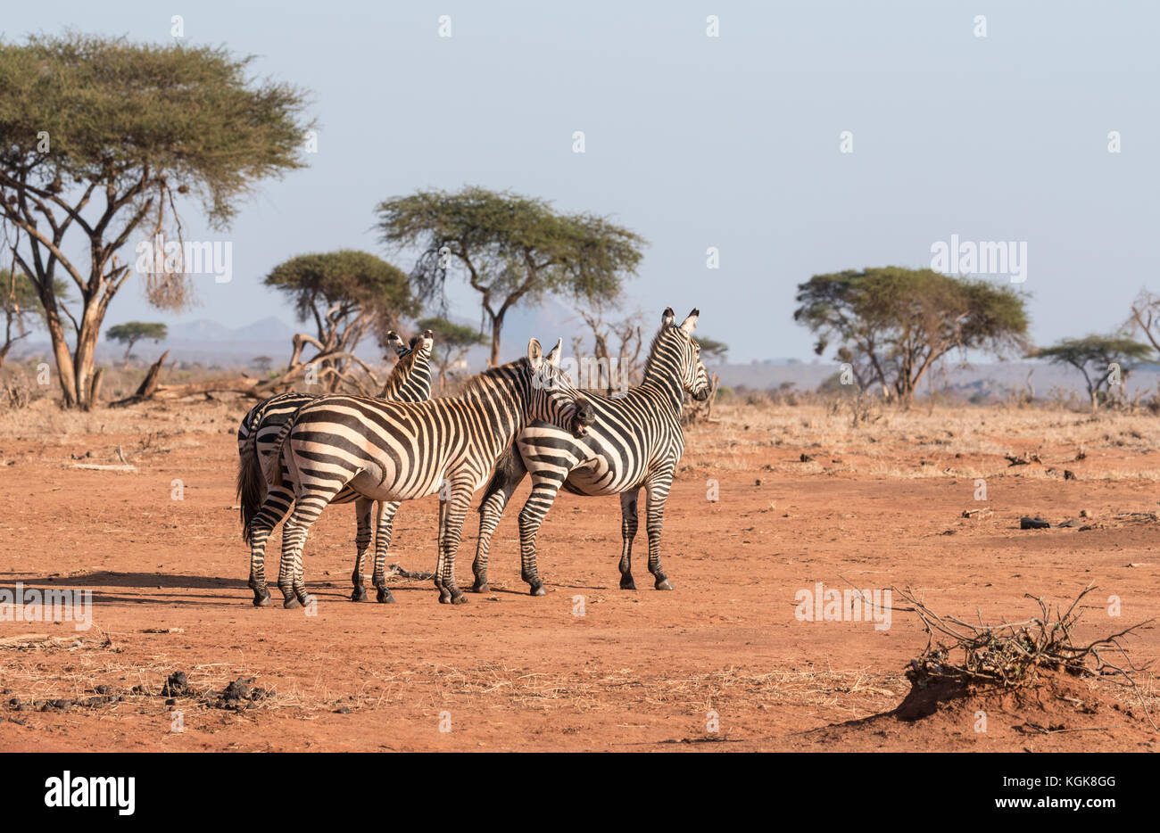 Three standing Plains Zebra (Equus quagga Stock Photo - Alamy