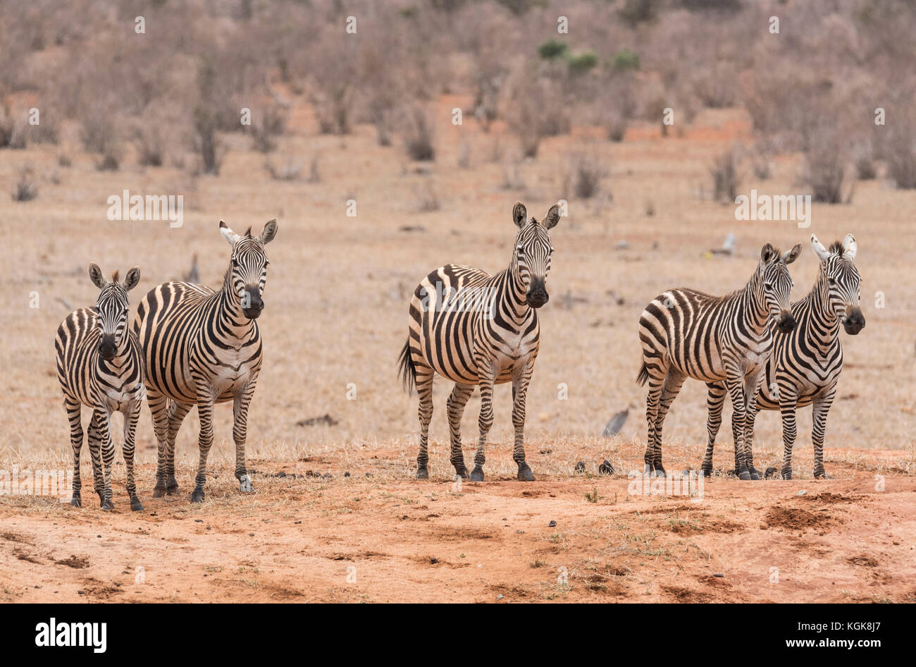 Five standing Plains Zebra (Equus quagga Stock Photo - Alamy