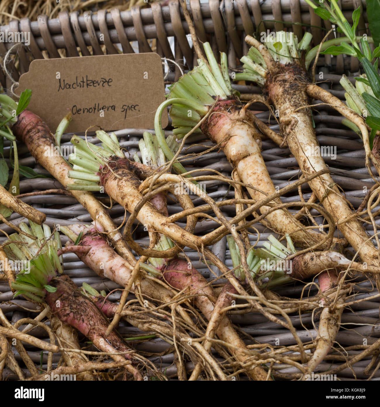 Pfahlwurzel hi-res stock photography and images - Alamy