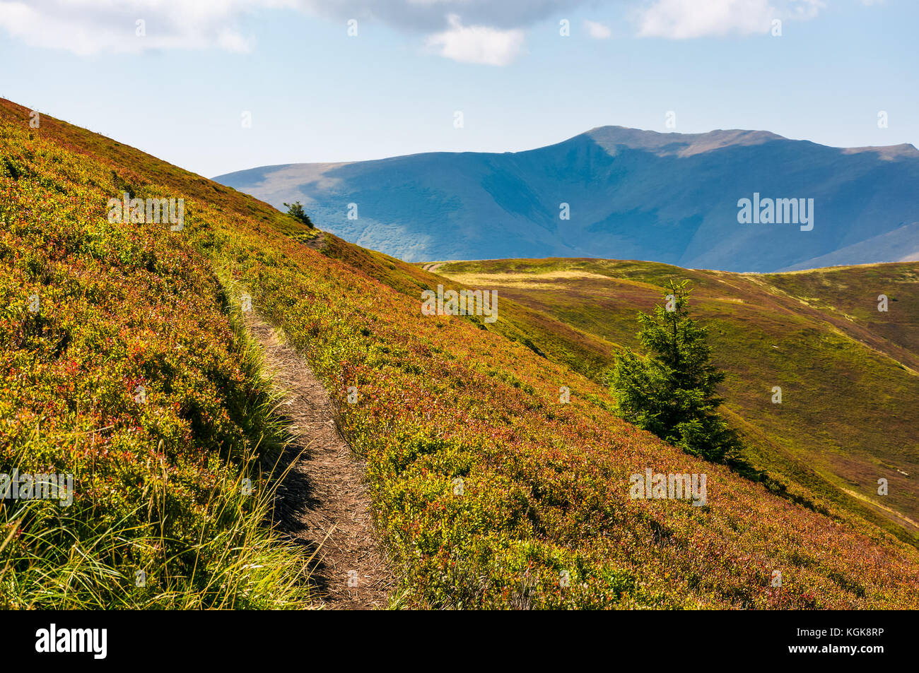 path though mountain hills and ridge. beautiful scenery with spruce ...