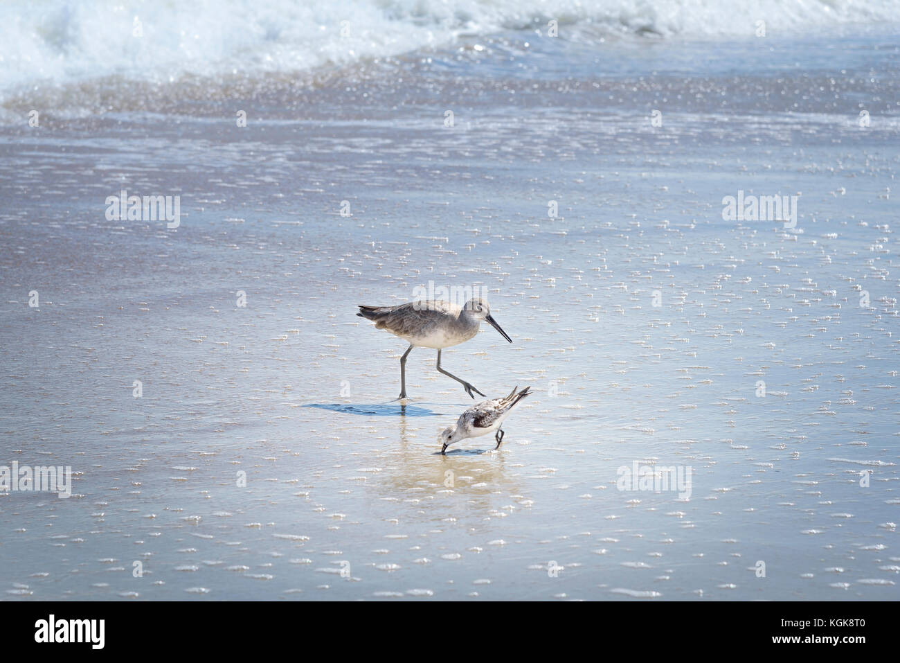 Florida Beach Sand Piper High Resolution Stock Photography and Images ...