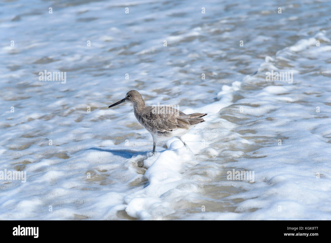 willet bird walking and hunting on Florida Beach Stock Photo - Alamy