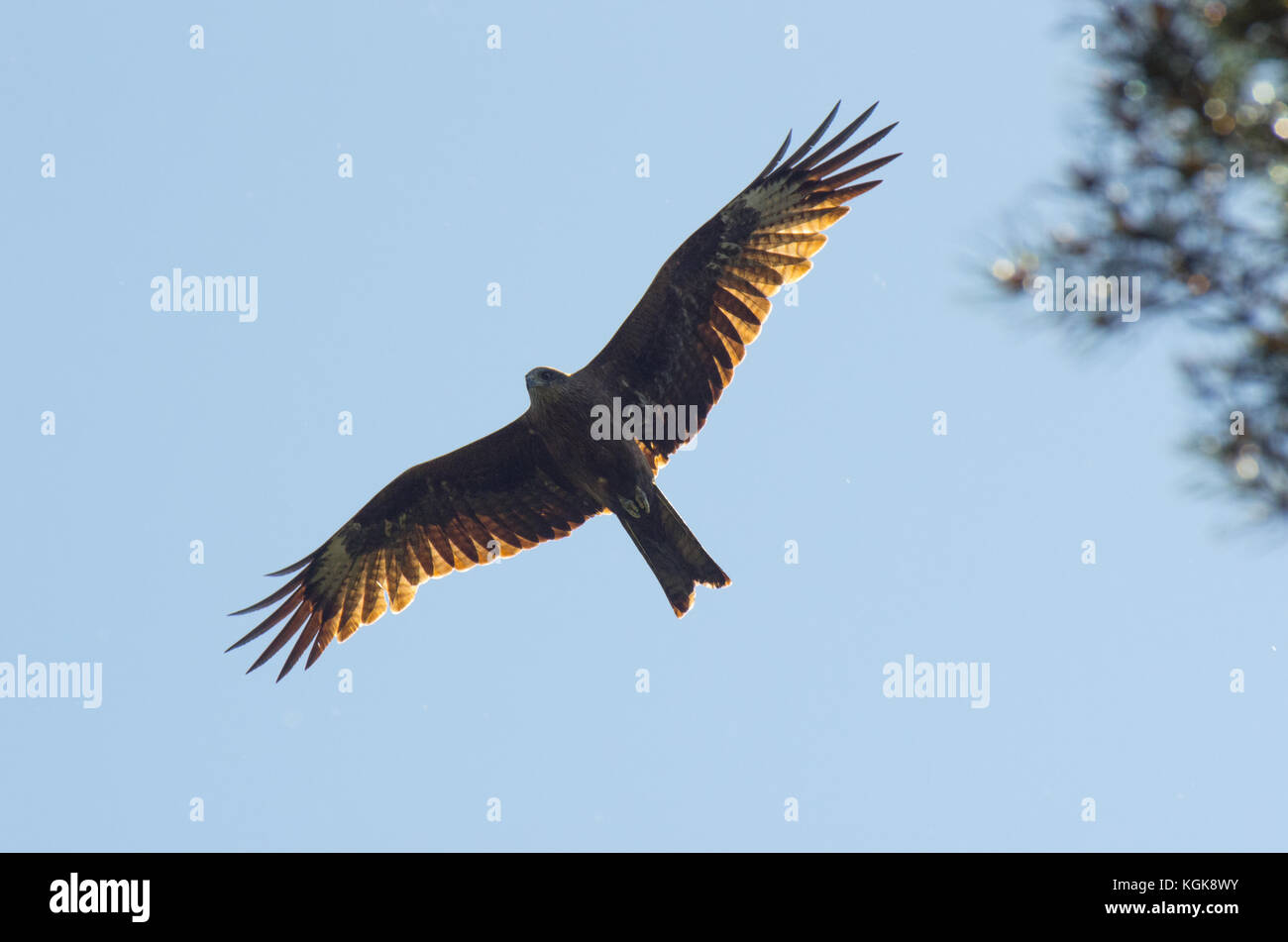 Black kite, spread wings flying in the blue sky above the pine trees ...