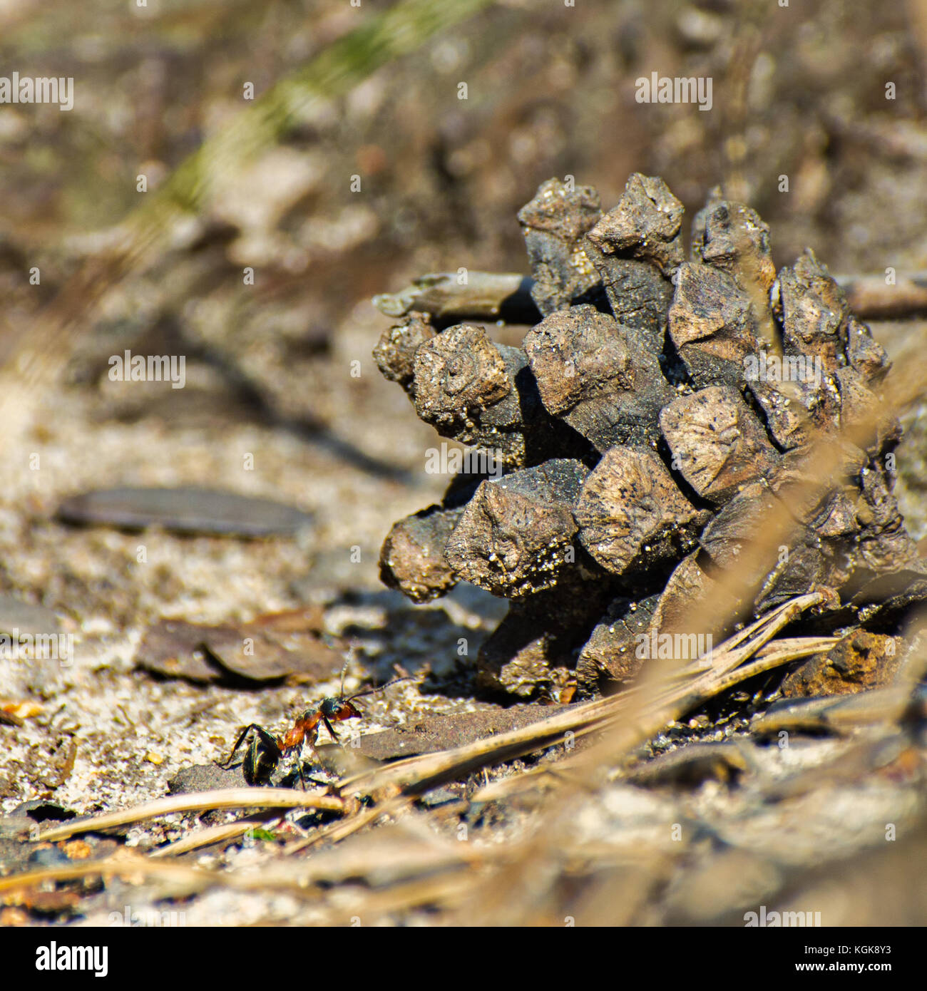 Ant climbing hi-res stock photography and images - Alamy