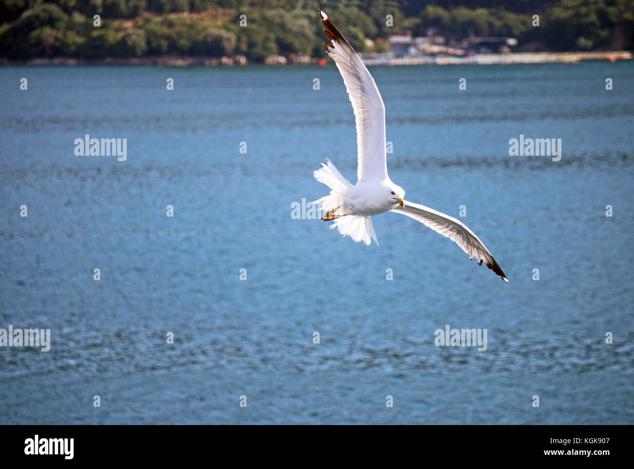 seagull flying over the sea Stock Photo - Alamy