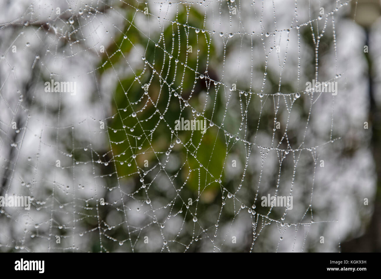 View of rain drops on a web Stock Photo - Alamy