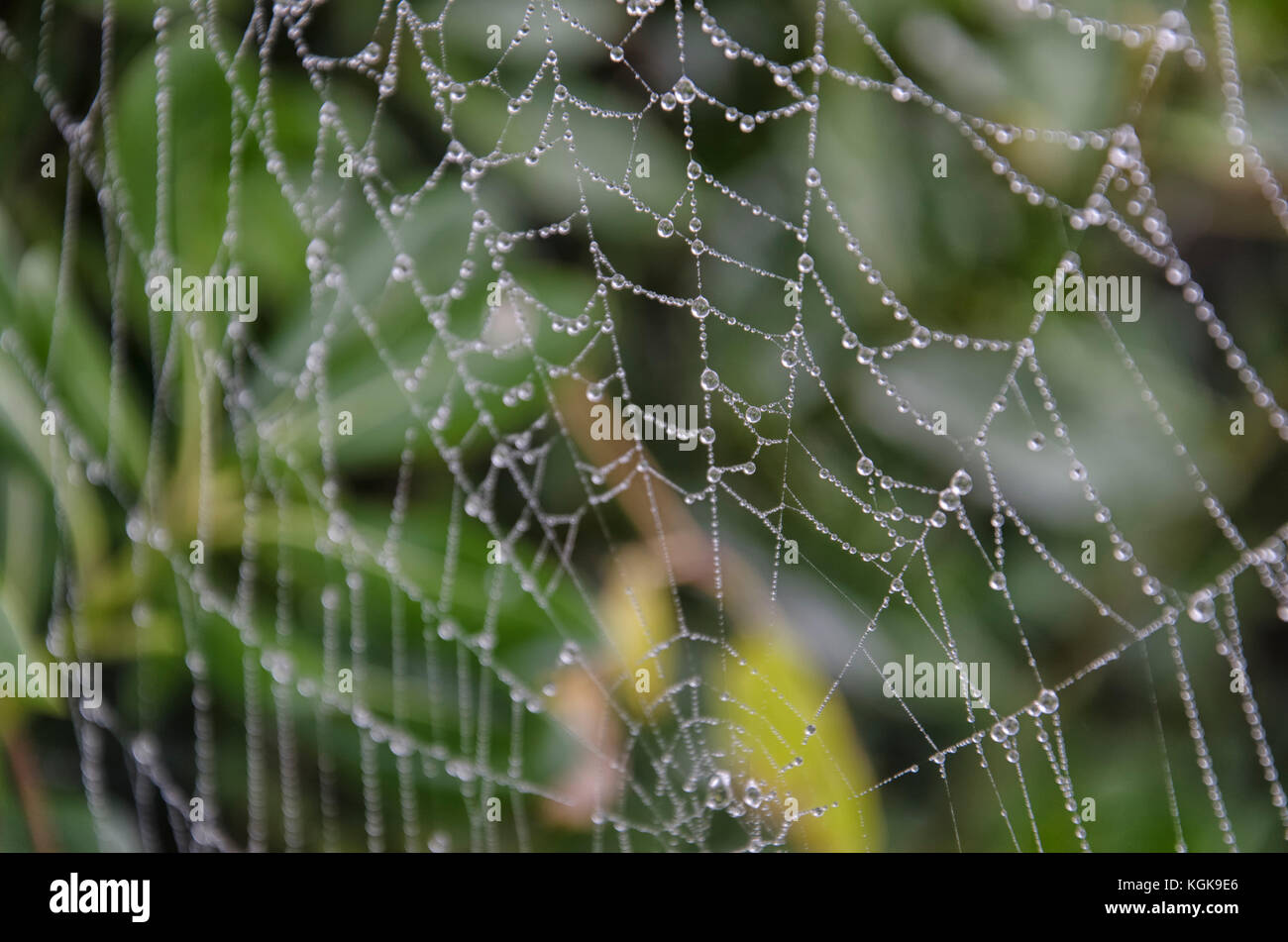 View of waterdrops on a spider web Stock Photo - Alamy