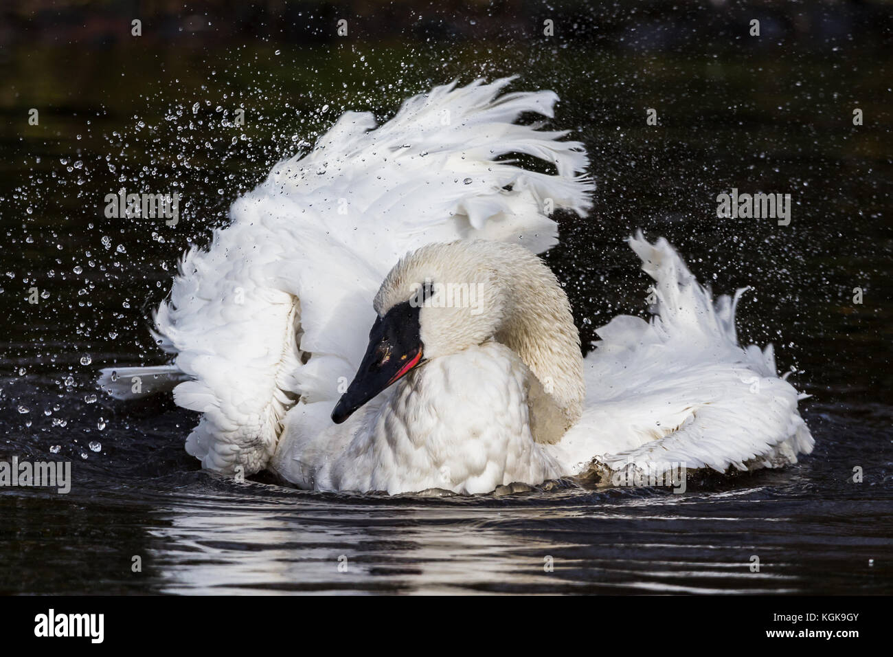 A Trumpeter Swan splashes water as it cleans itself on the dark water ...