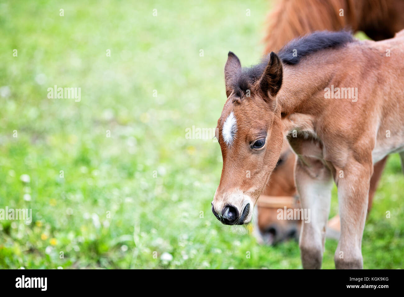 Cute little foal, close-up, outdoor Stock Photo - Alamy
