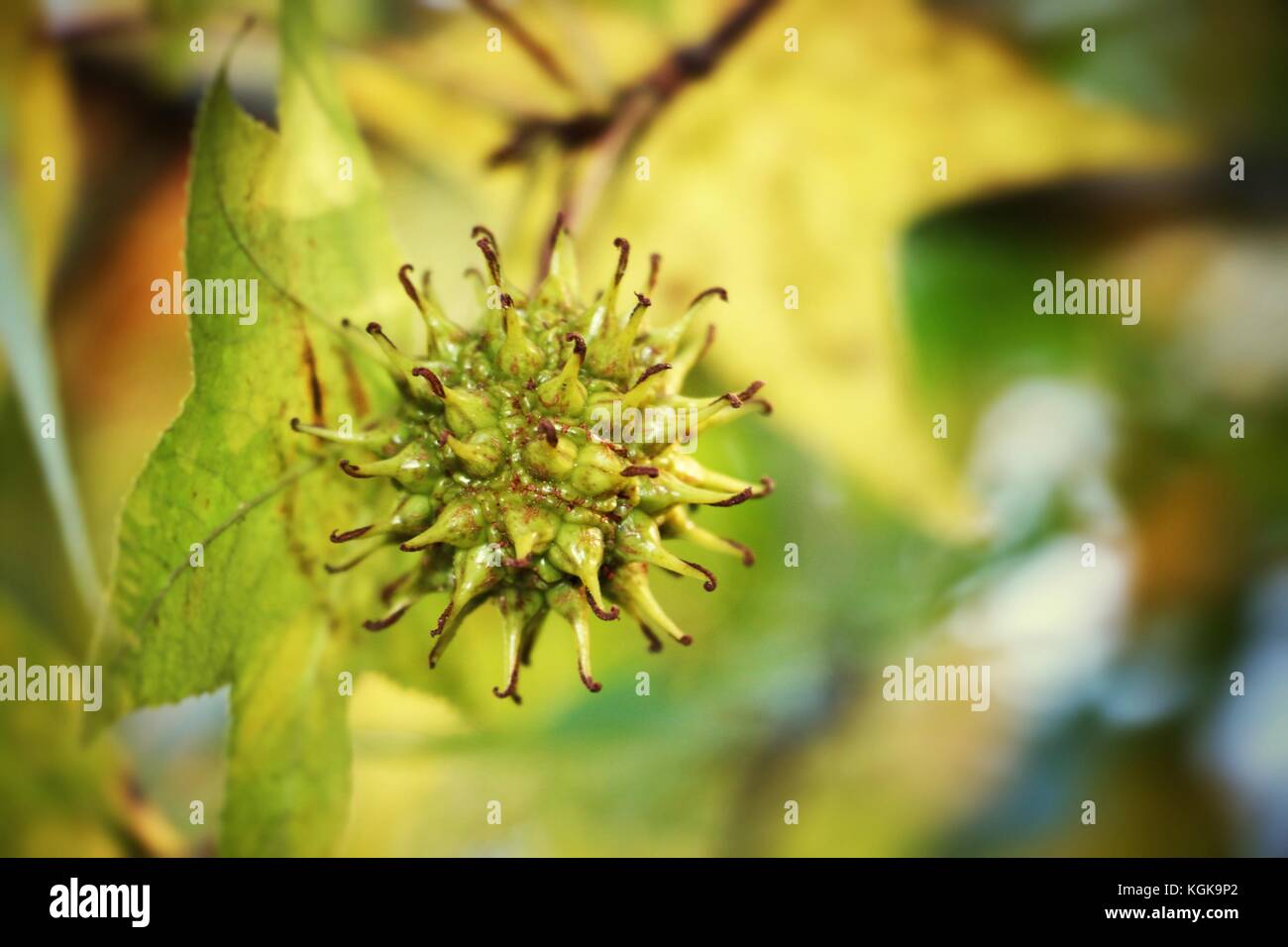 Gumball tree hi-res stock photography and images - Alamy