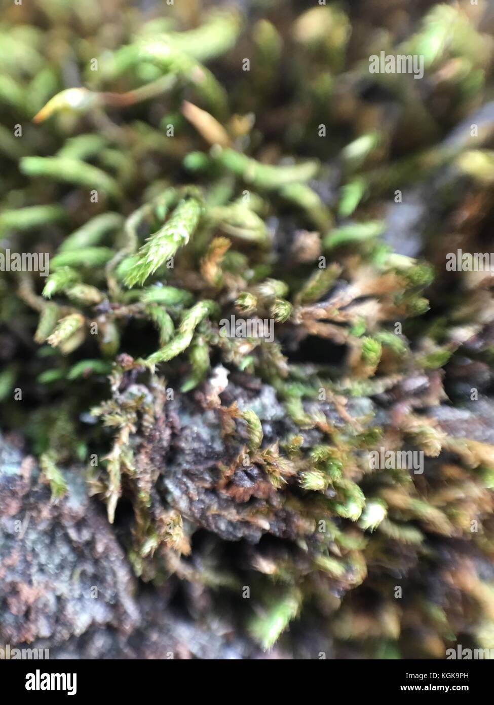 Up-close with the algae Stock Photo - Alamy
