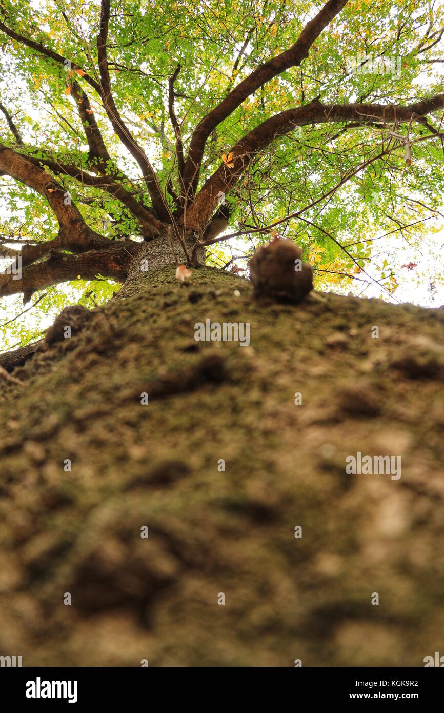 Up a tree Stock Photo - Alamy
