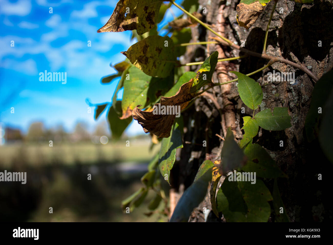 Big leaves drooping hi-res stock photography and images - Alamy