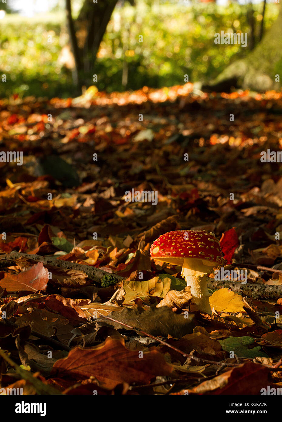 Red cap mushroom in the forest Stock Photo - Alamy