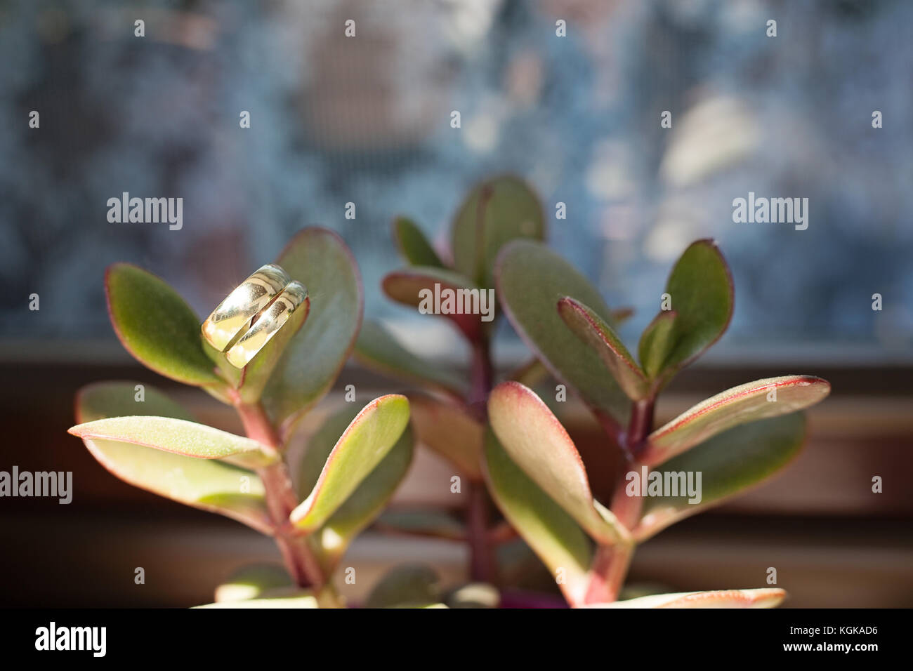 Pair of golden wedding rings placed on top of plant, placed in a window ...