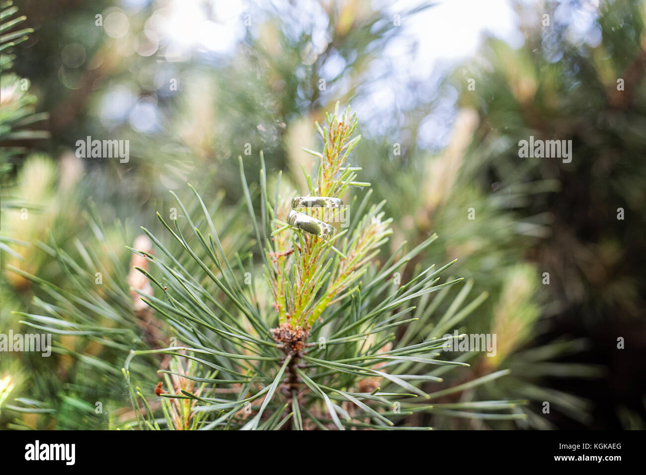 Wedding rings hanging on a branch of a coniferous tree Stock Photo - Alamy