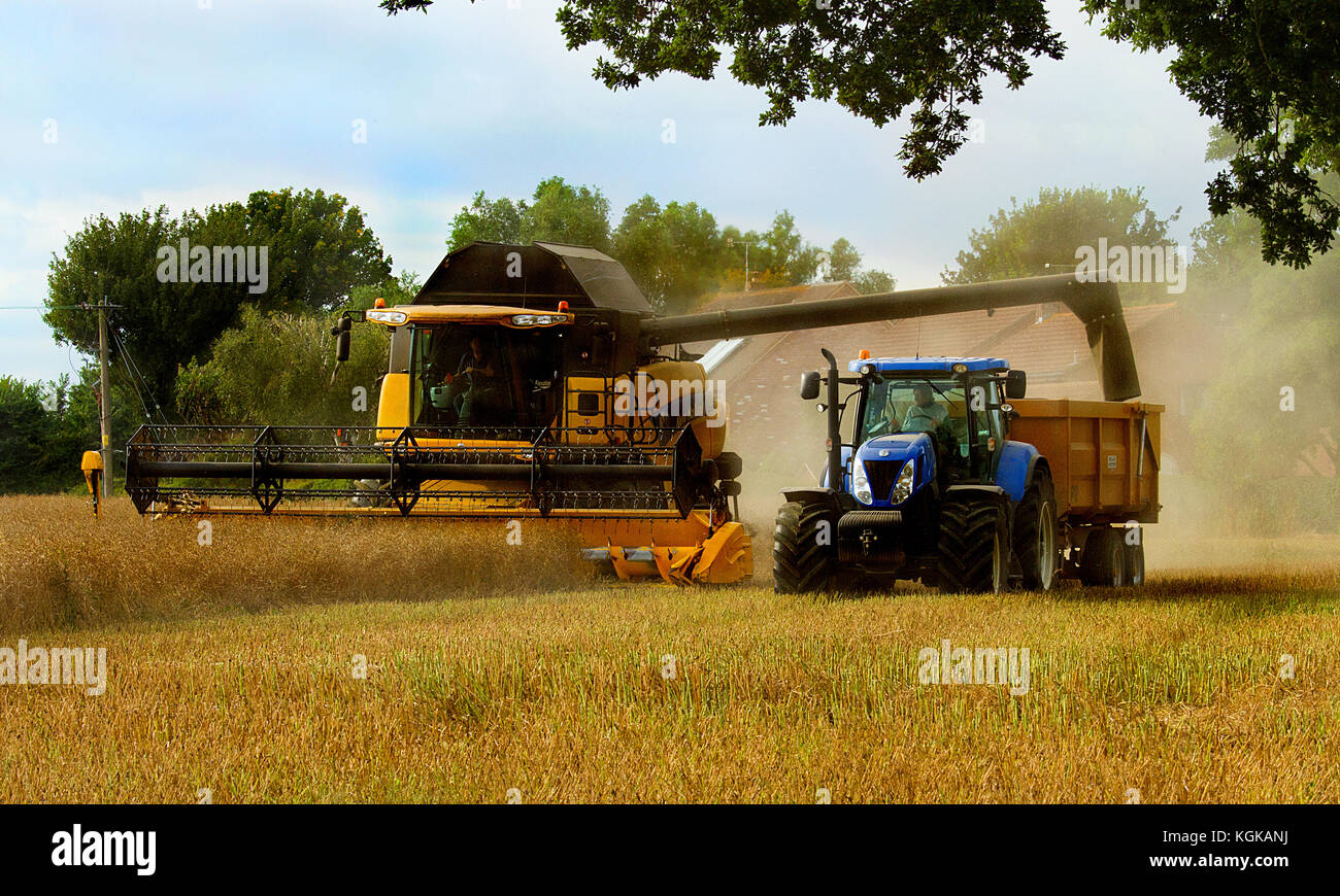 A combine harvester and tractor working in the fields gathering the ...