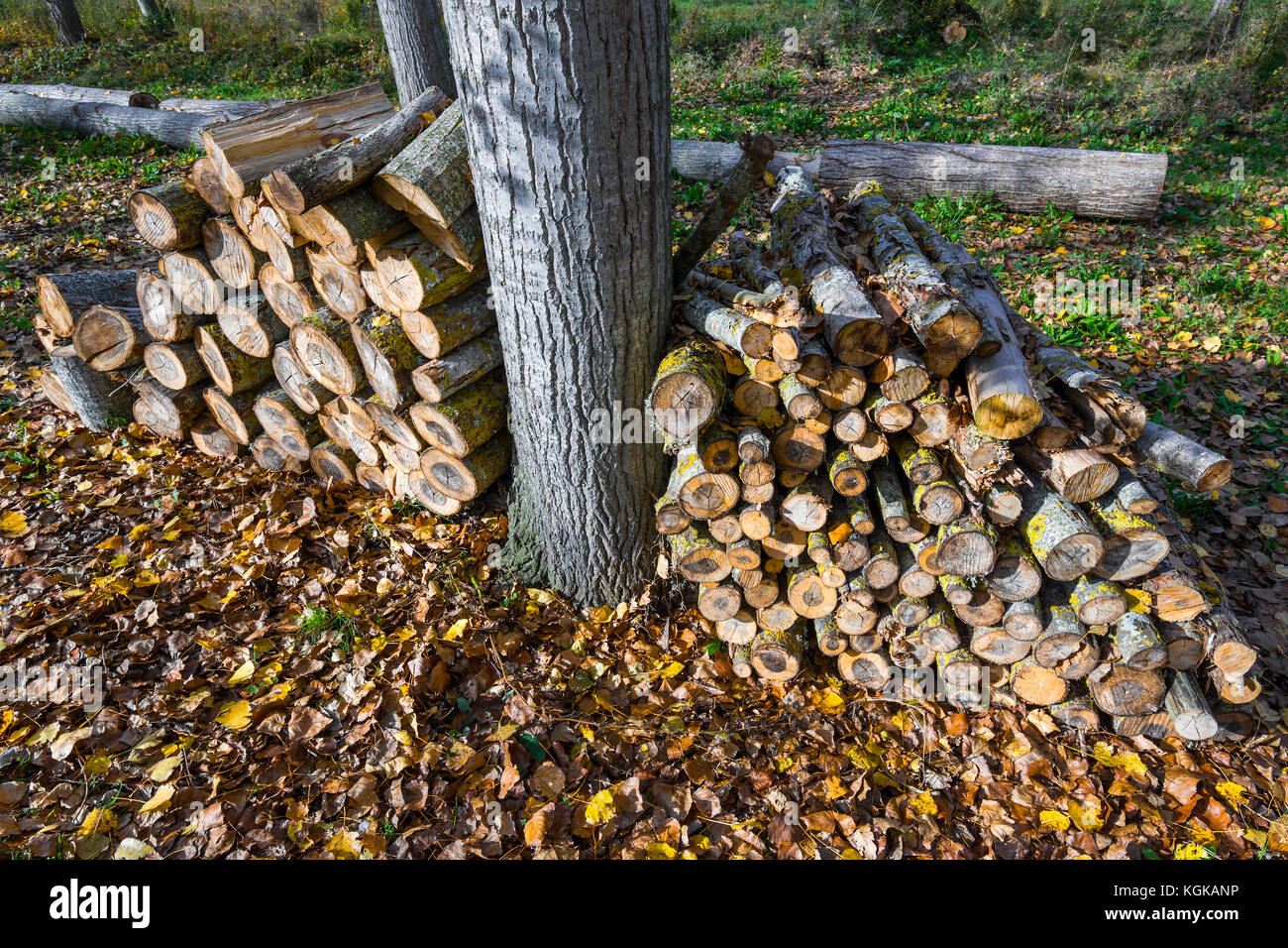 Stacked logs for fuel in woodland - France Stock Photo - Alamy