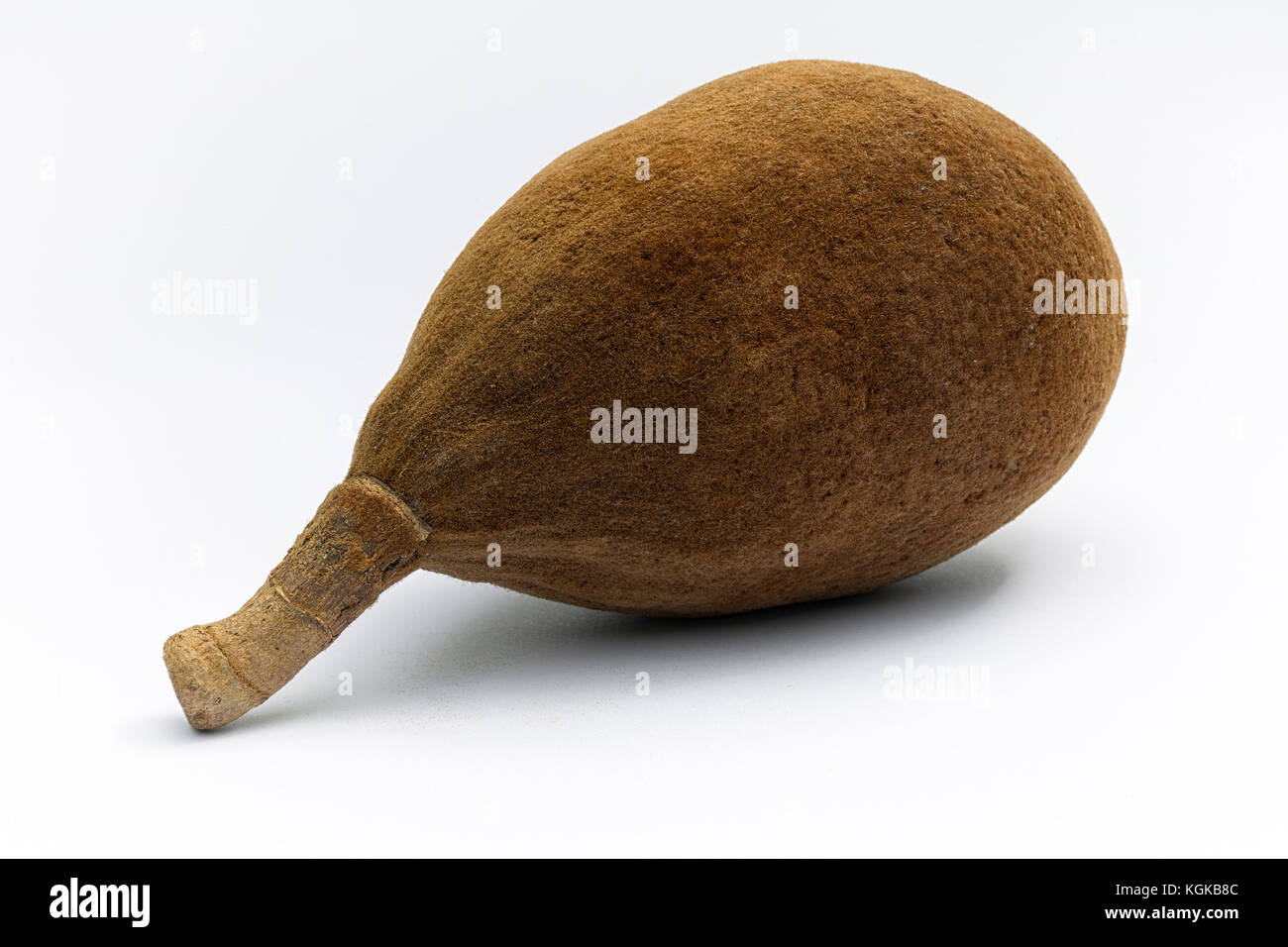 Baobab fruit (Adansonia digitata) isolated on white background ...