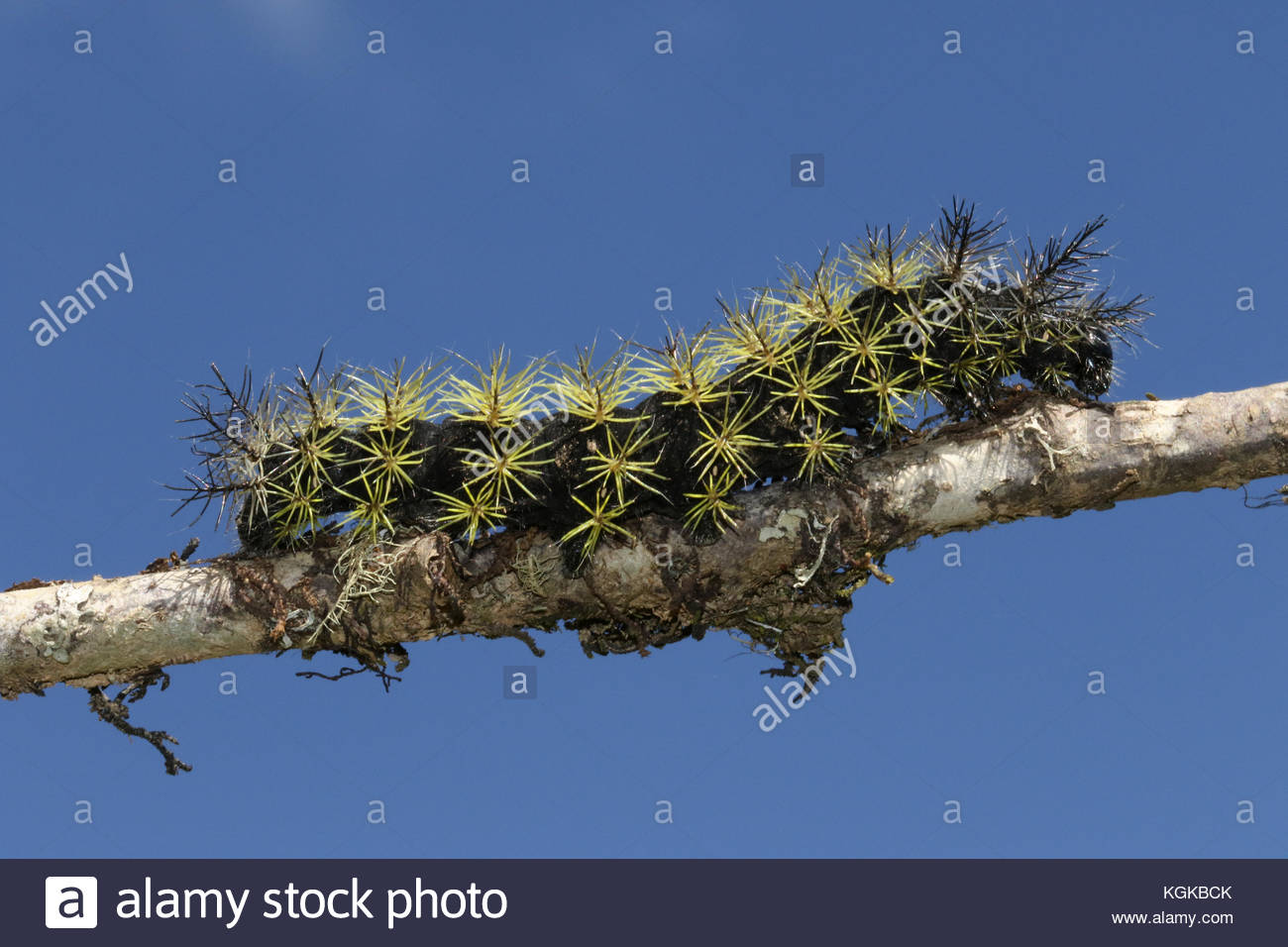 Stinging Caterpillar Stock Photos & Stinging Caterpillar Stock Images ...