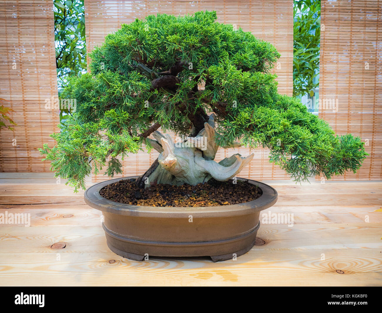Miniature chinese juniper tree hi-res stock photography and images - Alamy