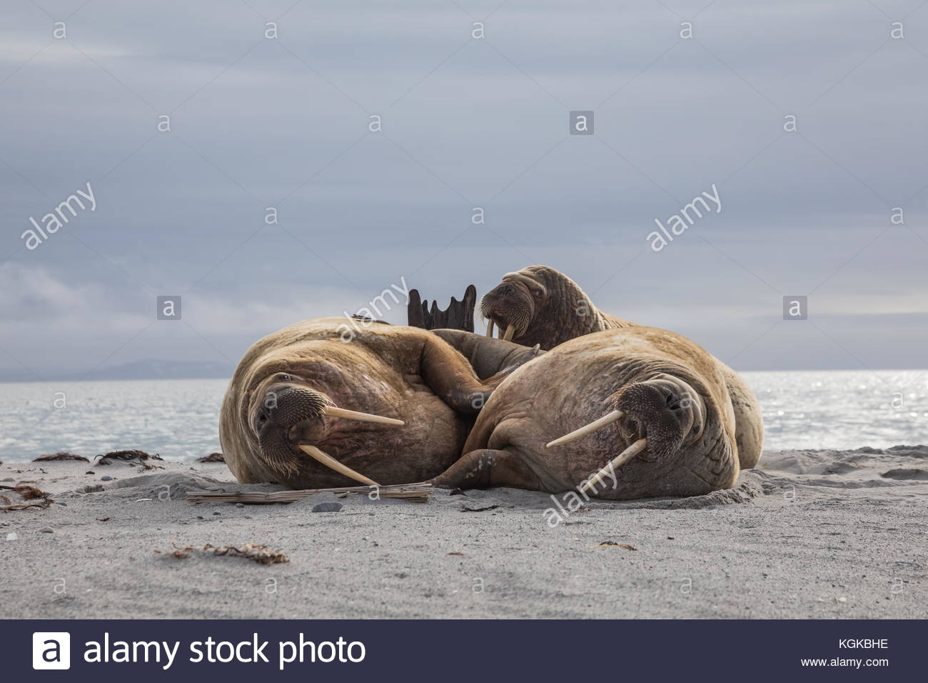 Walrus Tusk Stock Photos & Walrus Tusk Stock Images - Alamy