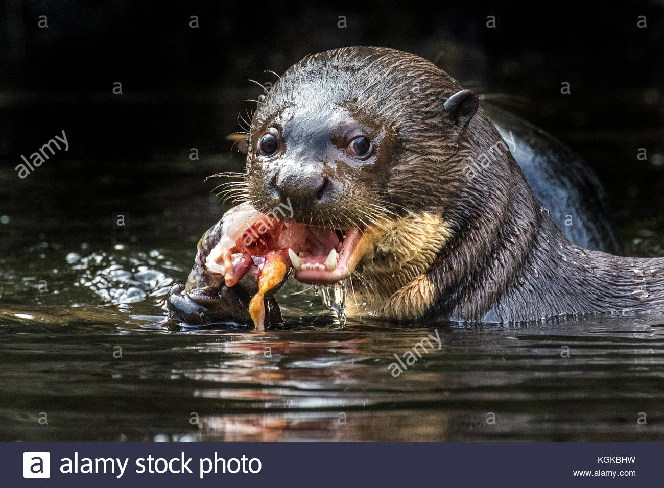 Hunting For Fish Stock Photos & Hunting For Fish Stock Images - Alamy