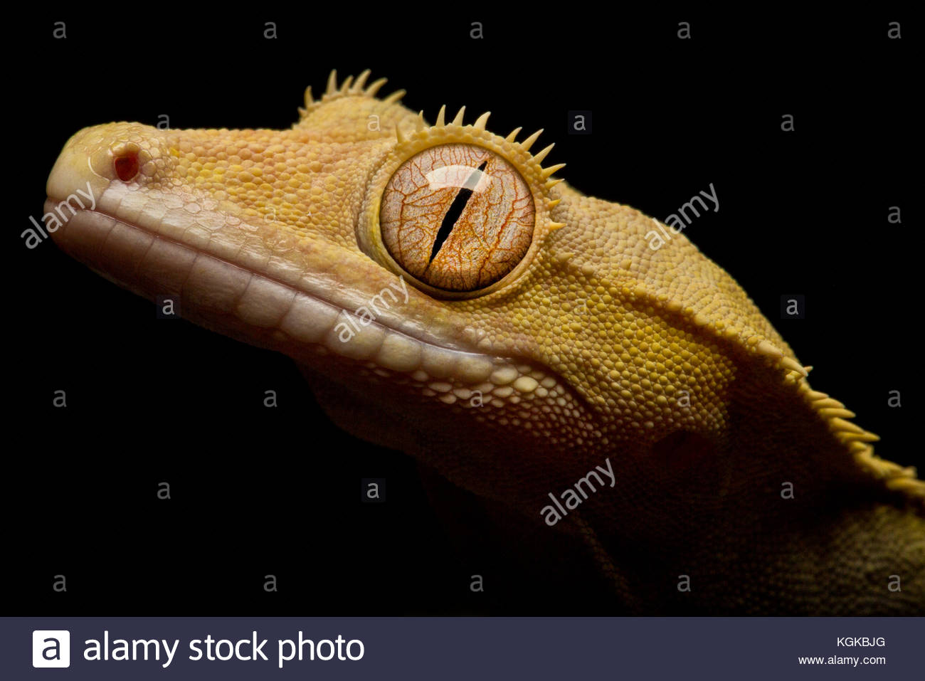 Crested Gecko Stock Photos & Crested Gecko Stock Images - Alamy