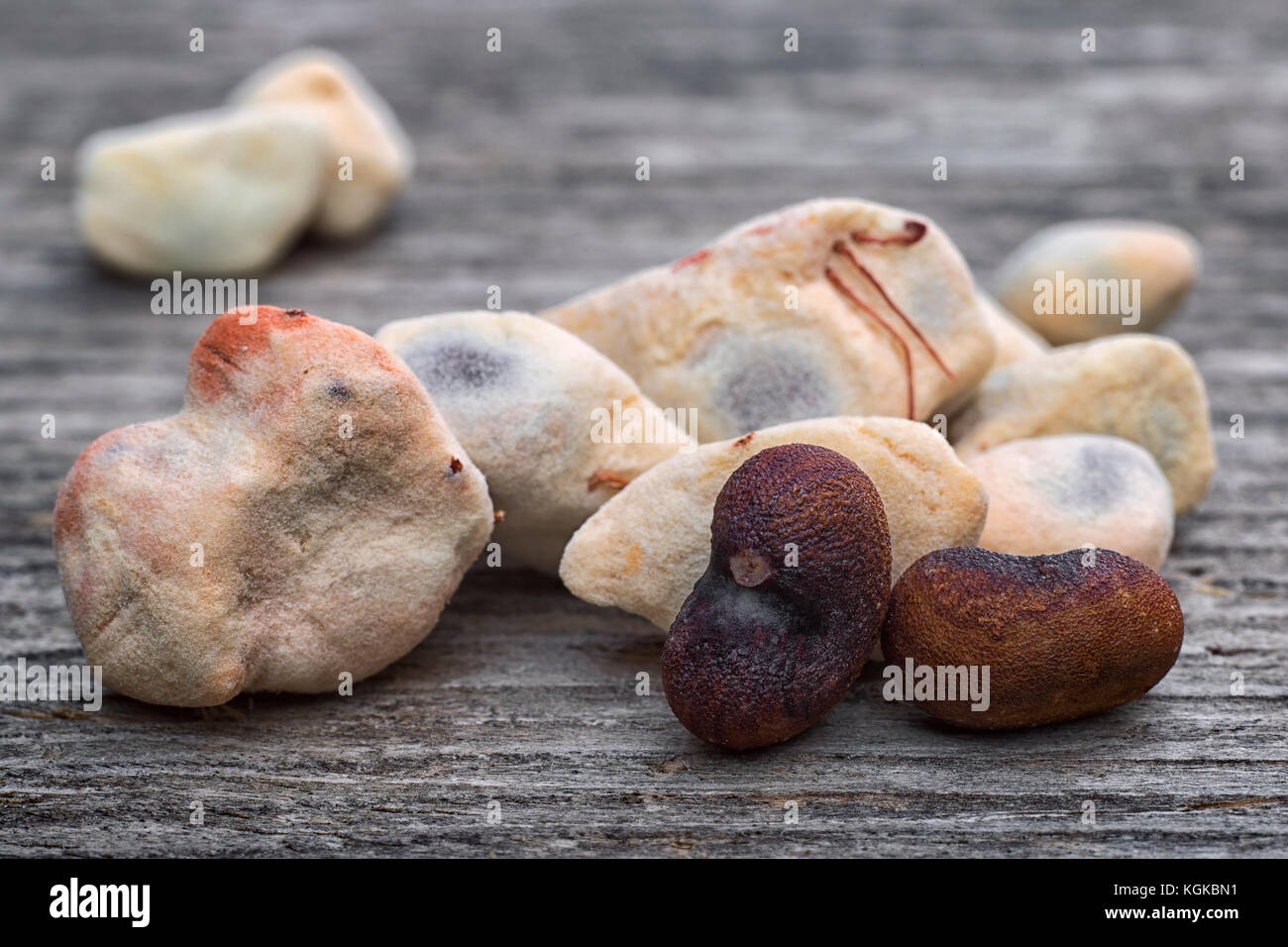 Baobab fruit (Adansonia digitata) on white background, pulp and powder ...