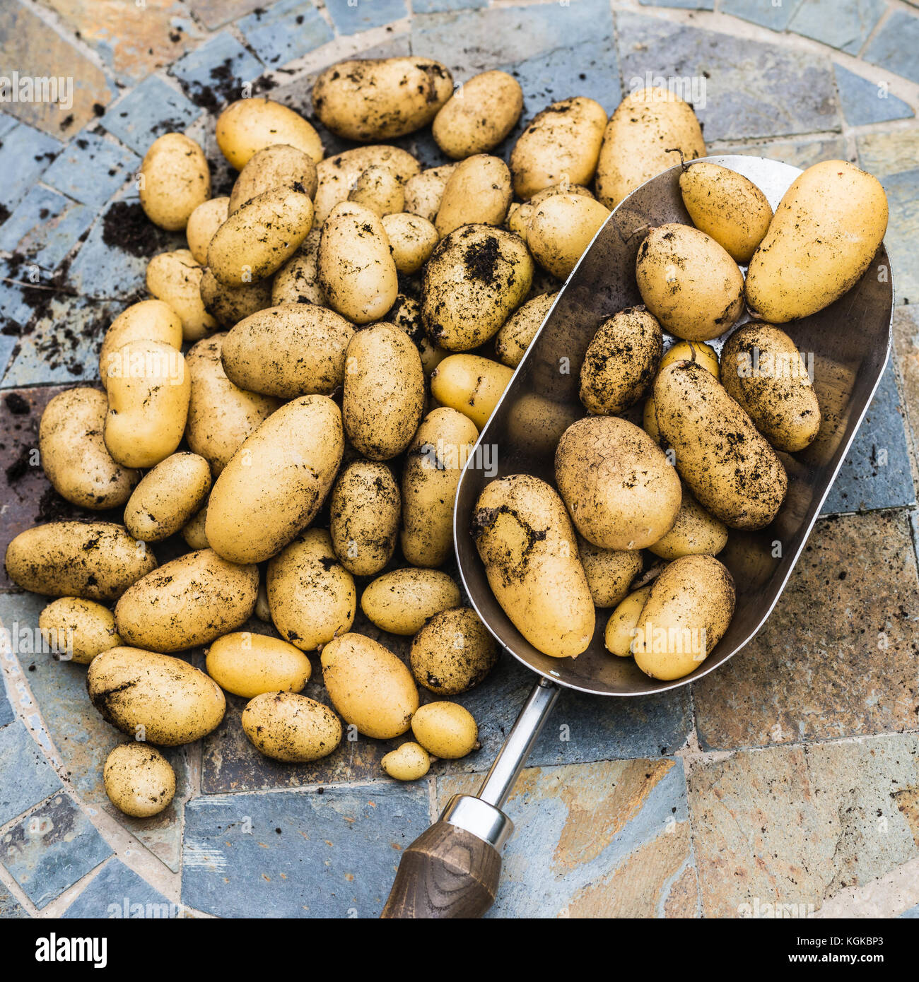 Charlotte potatoes hi-res stock photography and images - Alamy