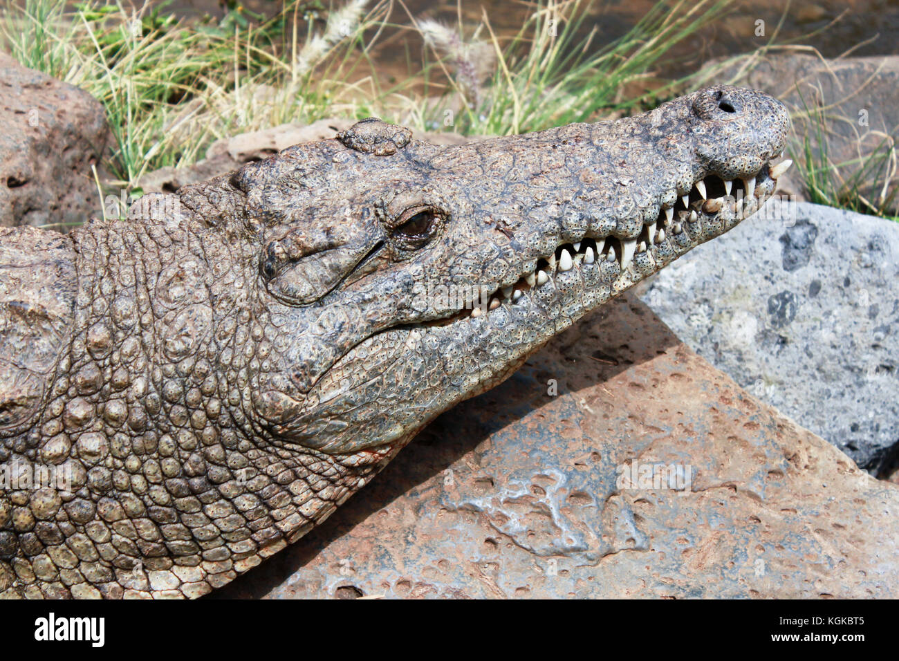 close-up photo of alligator head with open jaw Stock Photo - Alamy