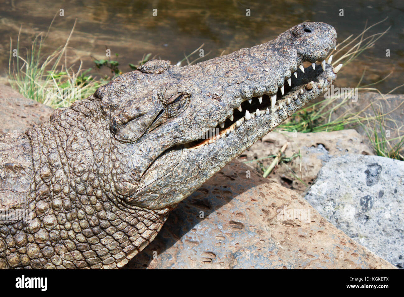 Nile crocodile jaw open hi-res stock photography and images - Alamy