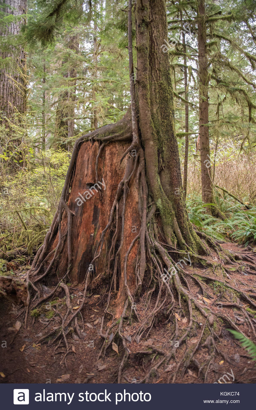 Nurse Log Rainforest Stock Photos & Nurse Log Rainforest Stock Images ...